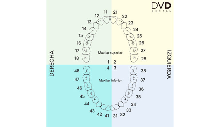 Numeración de los dientes, ¿qué número corresponde a cada pieza dental?